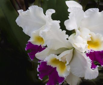 CATLEYA - Kab. Manokwari | Mbizmarket.co.id