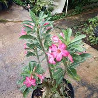 Candra Asri - Kota Denpasar | Mbizmarket.co.id