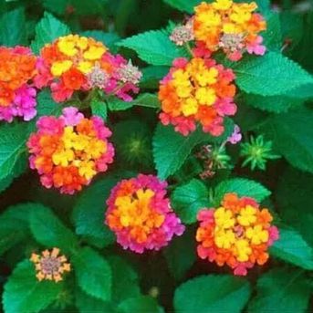 Candra Asri - Kota Denpasar | Mbizmarket.co.id