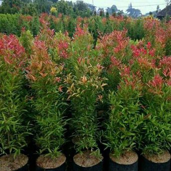 CV. Nandini Karya - | Mbizmarket.co.id