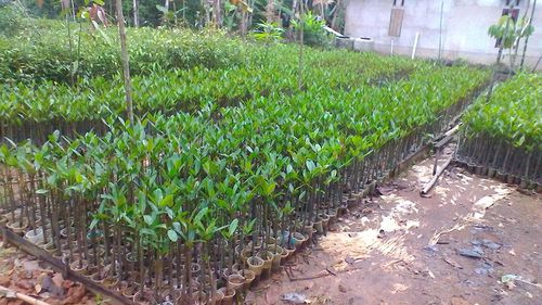 bibit mangrove