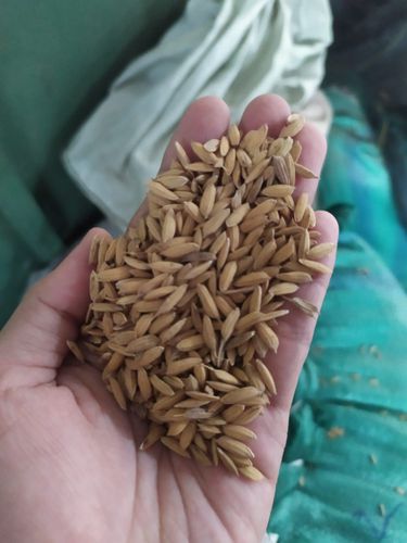 Gabah Kering Giling (Gabah Baru)