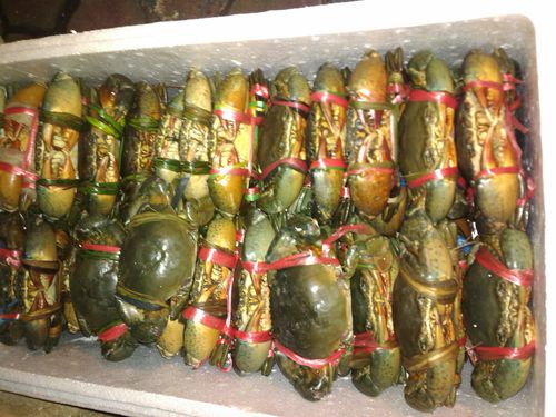 Kepiting fresh