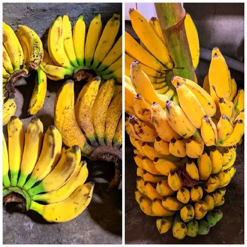 Pisang Matang