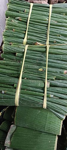 daun pisang