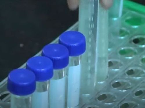 semen beku simmental (sapi)