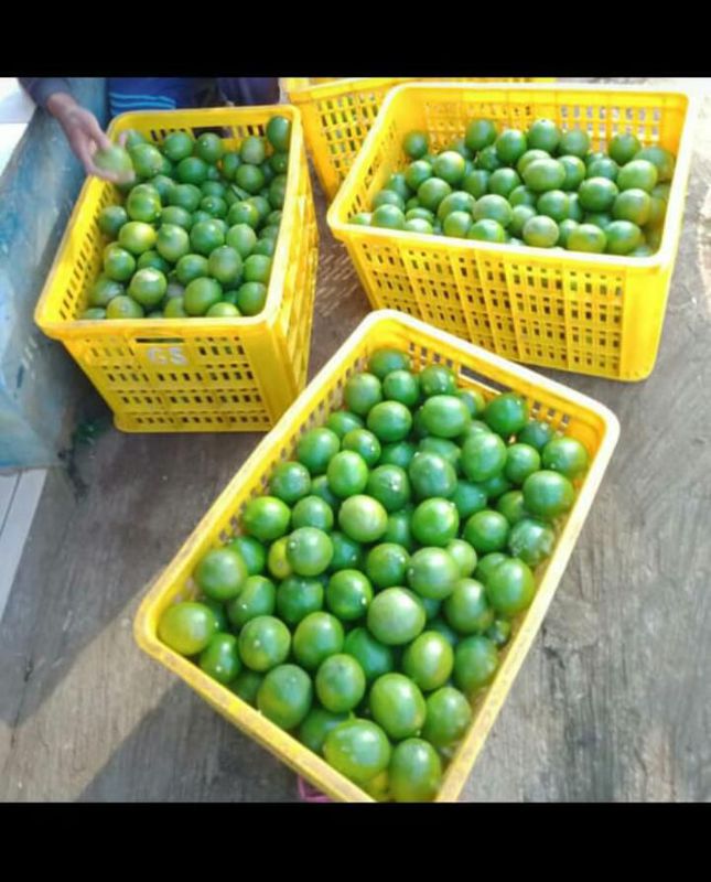 Jeruk Lemon Peras California oleh CV. ARIZTA