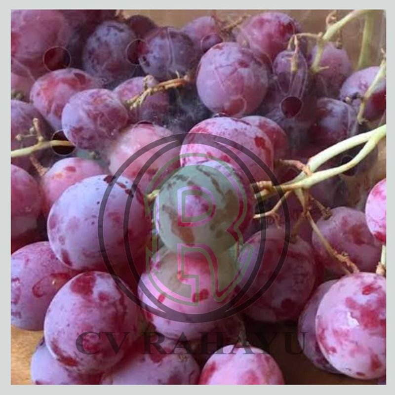 Anggur Merah 1 kg
