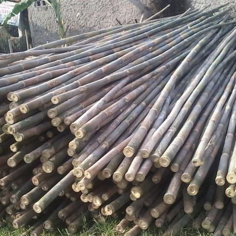 Bambu umbul-umbu