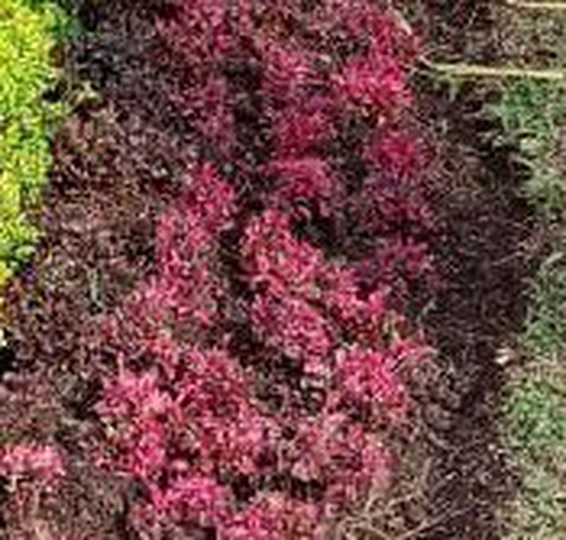 KROKOT KRIMINIL MERAH