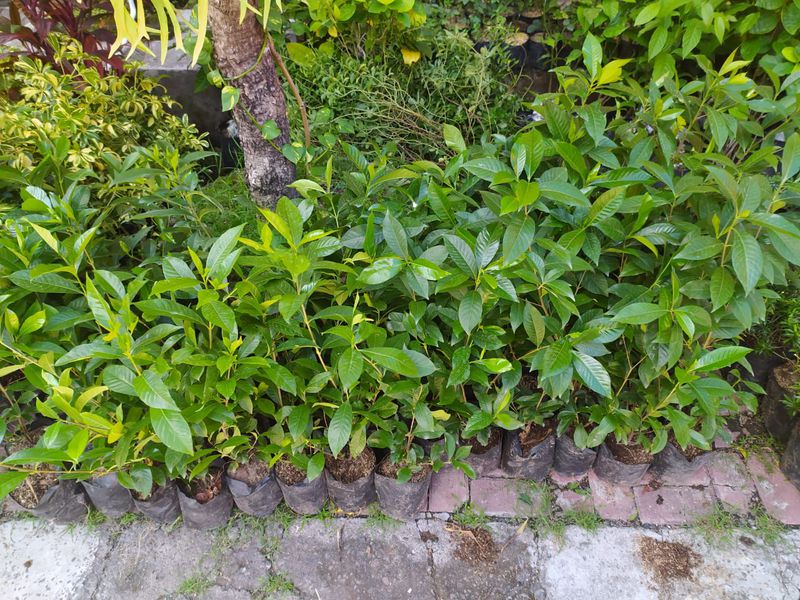 Bibit Tanaman Hias Jempiring