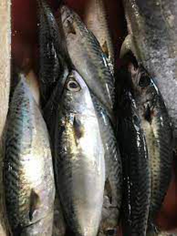 Ikan Slungsung Segar