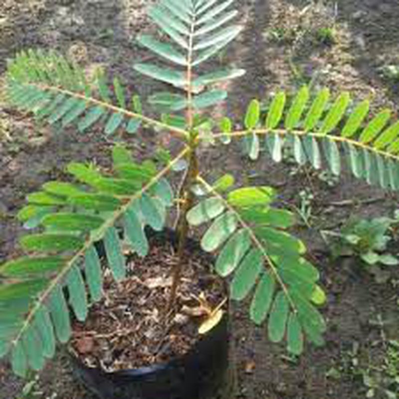 Bibit Pohon Turi untuk pakan ternak