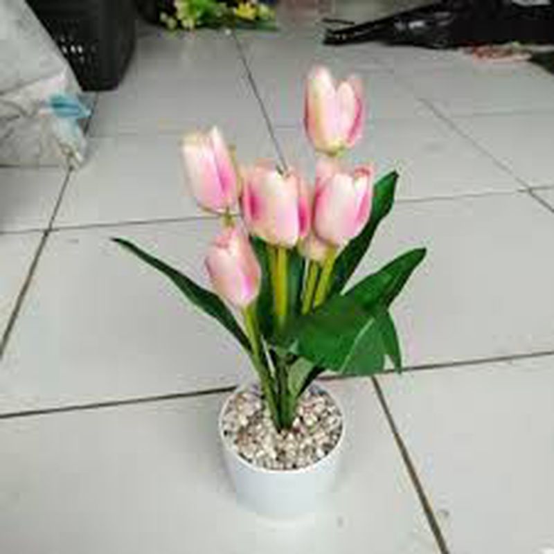 Bunga Tulip