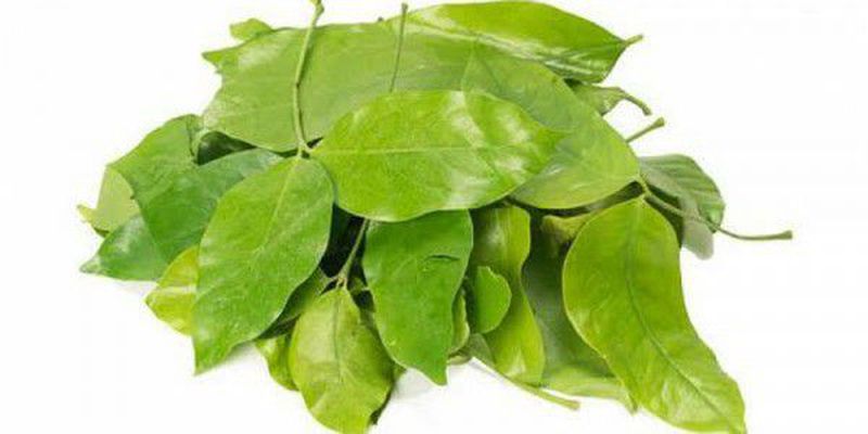 daun soo