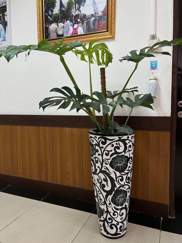 Monstera