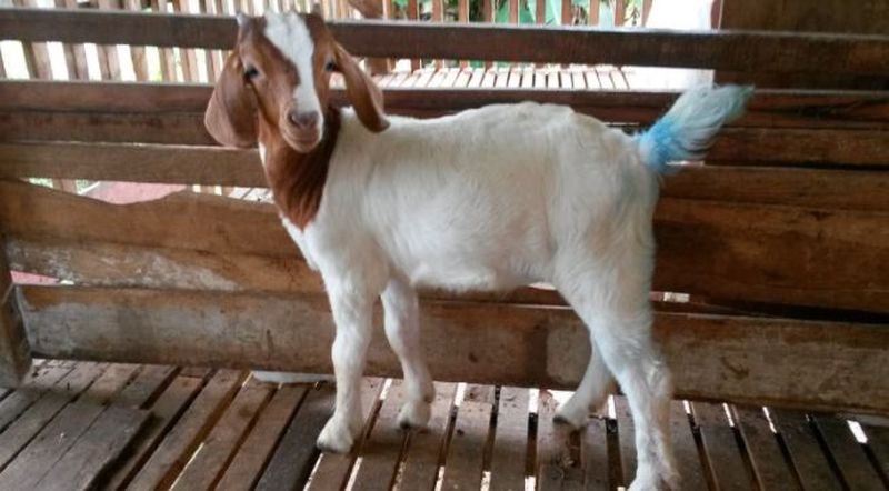 Anak Kambing