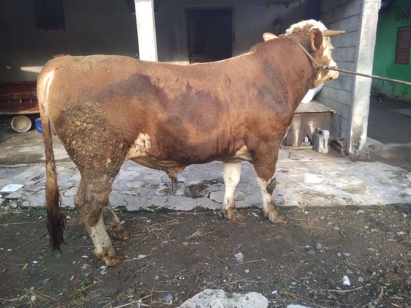 SAPI BRAHMA