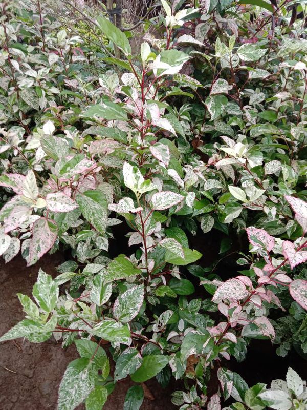 Bunga Sepatu Parigata