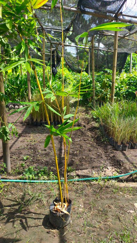 Bibit Bambu Kuning