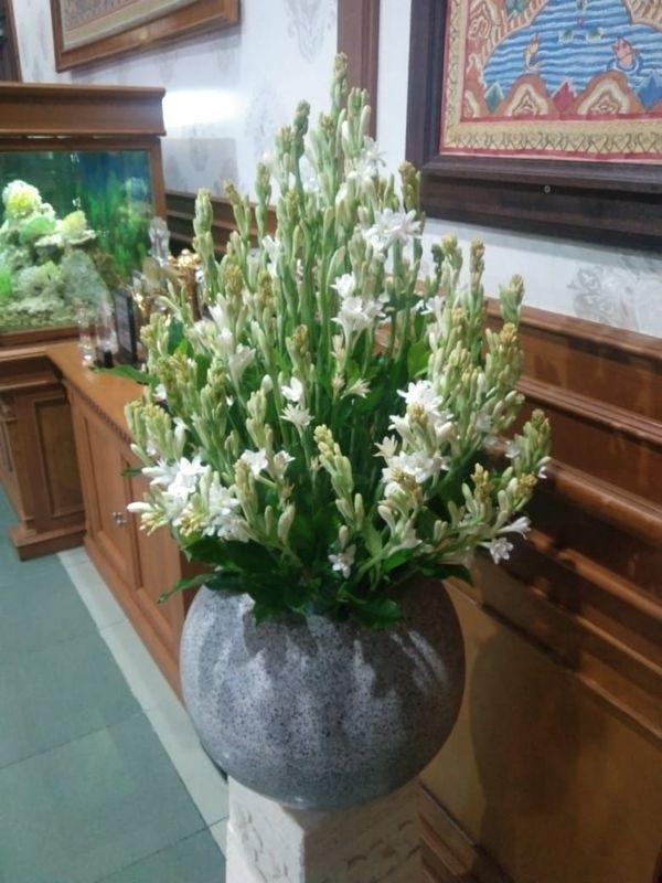 Pot Bunga Sedap Malam