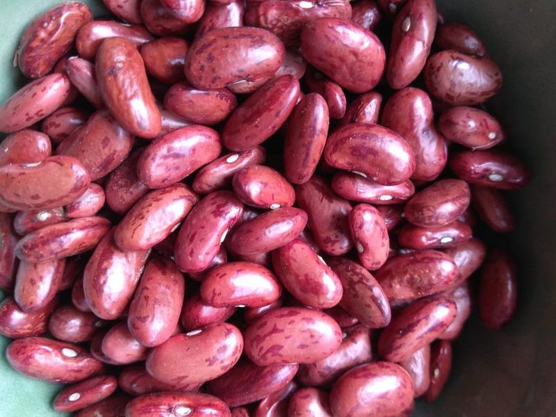 KACANG MERAH