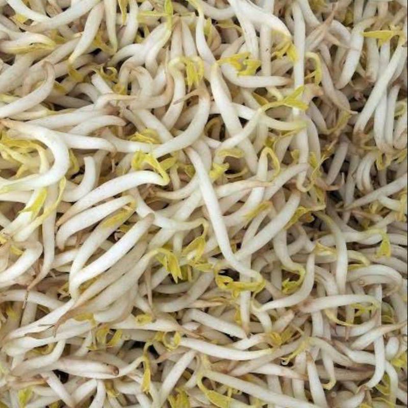 TAUGE PANJANG