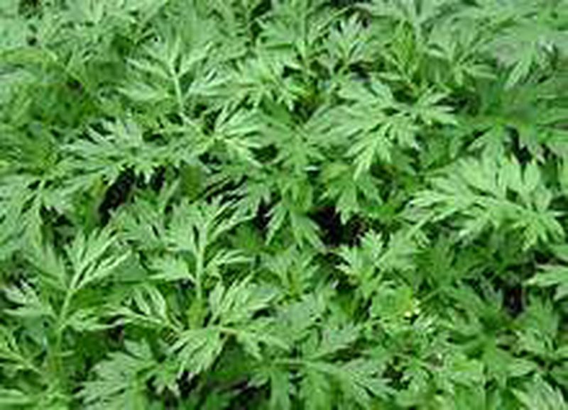 Daun Suring/ Kenikir