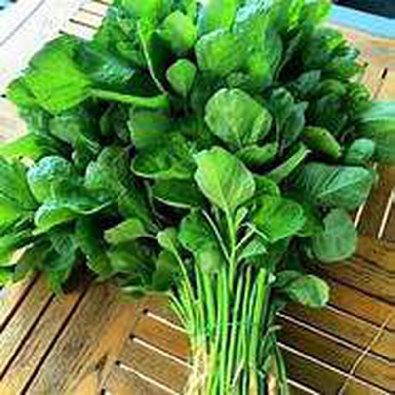 Bayam Cabut - Merah Dan Hijau