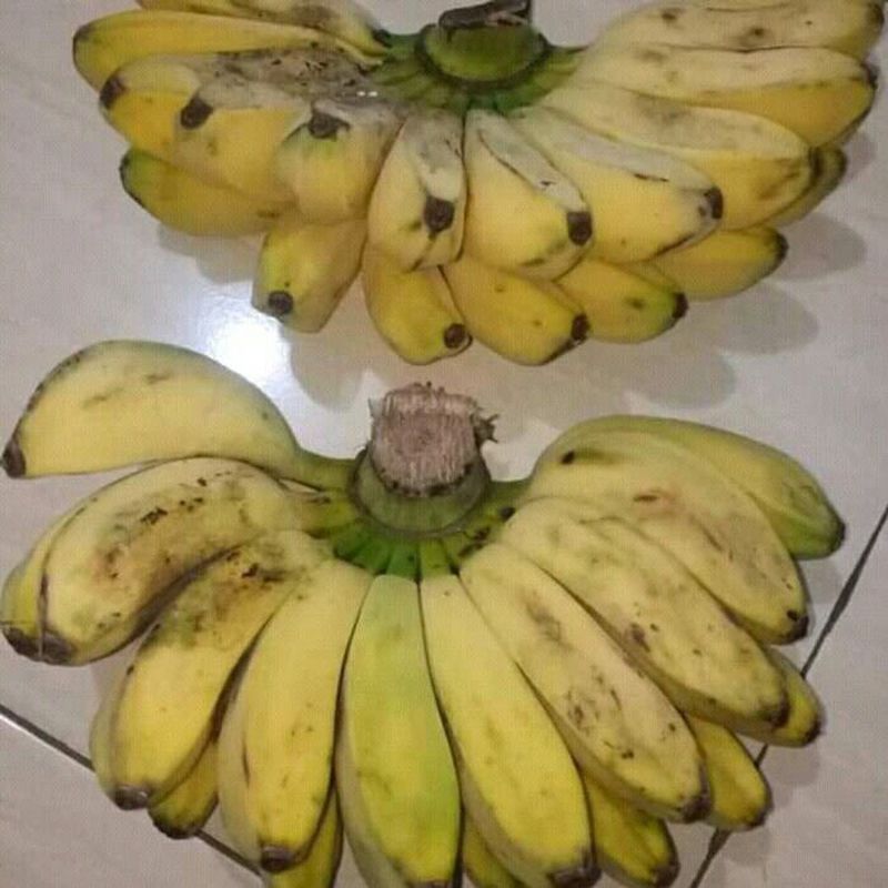 Pisang Kapok