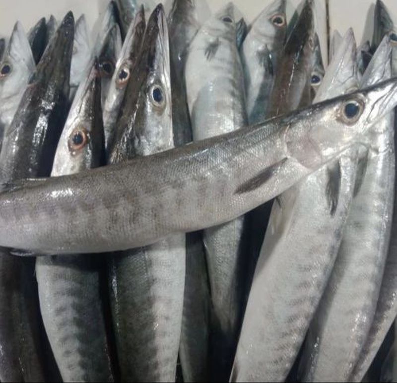 ikan barakuda