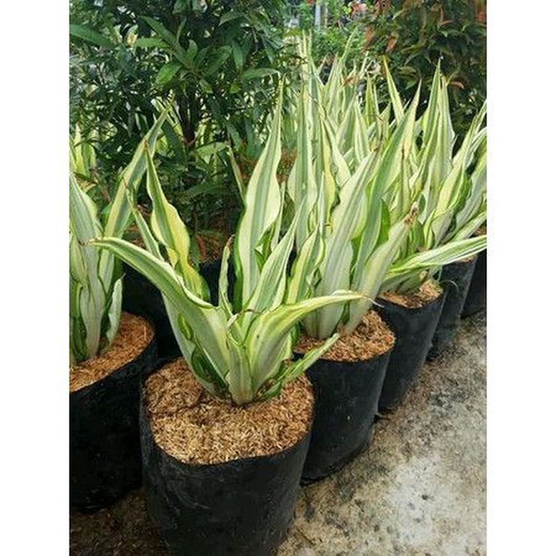 Tanaman Agave Putih 40-50 cm