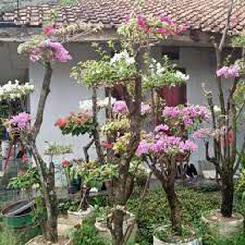 Tanaman Hias Bougenville 3 Warna Variegata / Sudah Jadi