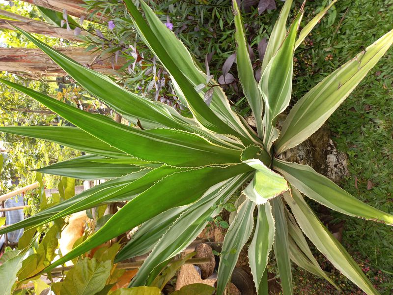 agave hijau