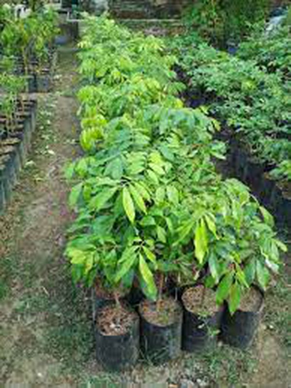 Bibit Kelengkeng Kateki sambung 50 cm