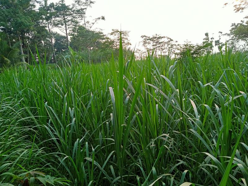 Hijauan Pakan Ternak Segar