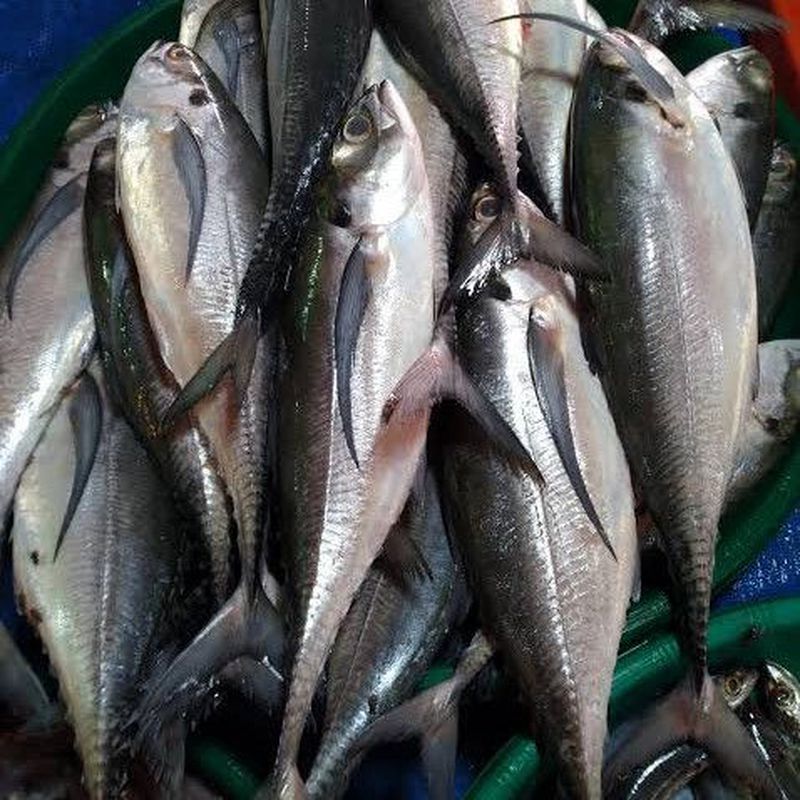 Ikan tegang ekor