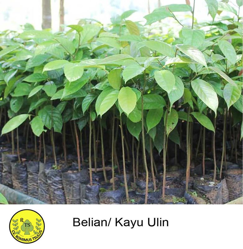 Bibit Pohon Belian /Kayu Ulin/ Kayu Besi