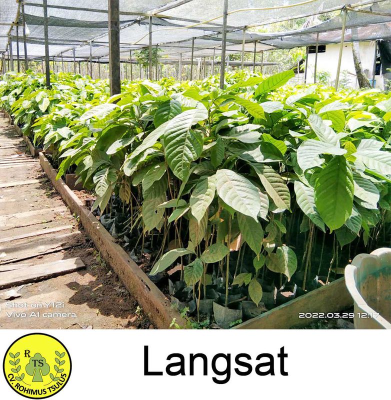Bibit Pohon Langsat