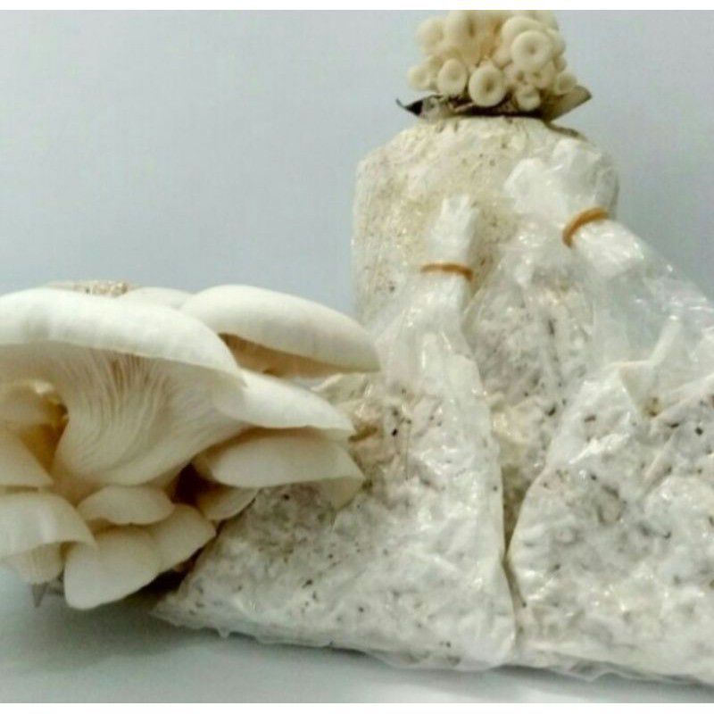 Bibit ragi jamur tiram