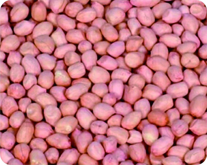 Kacang Tanah