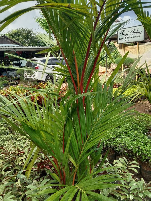 palem merah