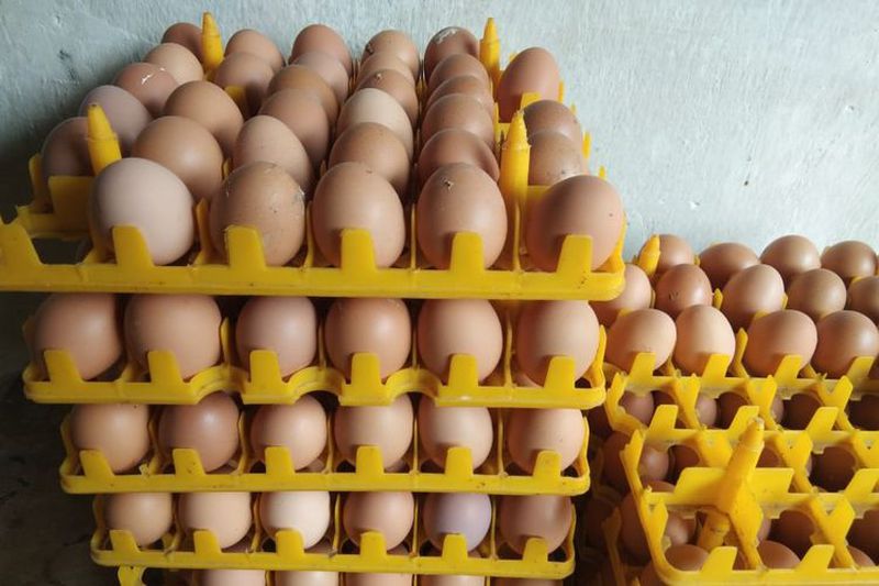 Telur ayam negeri kiloan