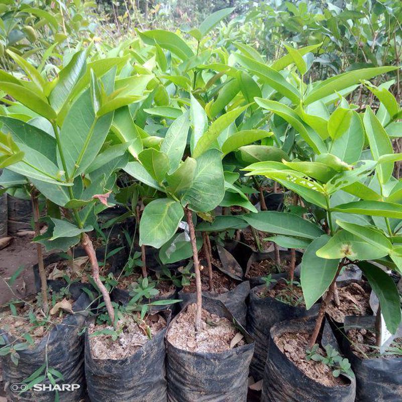 Jual bibit tanaman buah jambu air delima demak sambung 50 cm