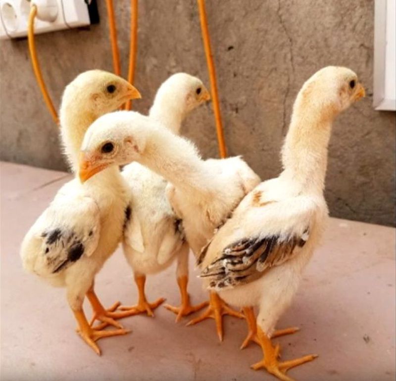 DOC ayam umur 1 bulan