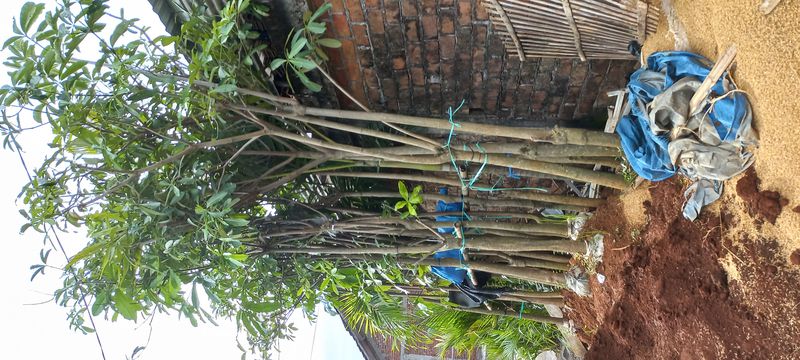 pohon pule tinggi 2-3m
