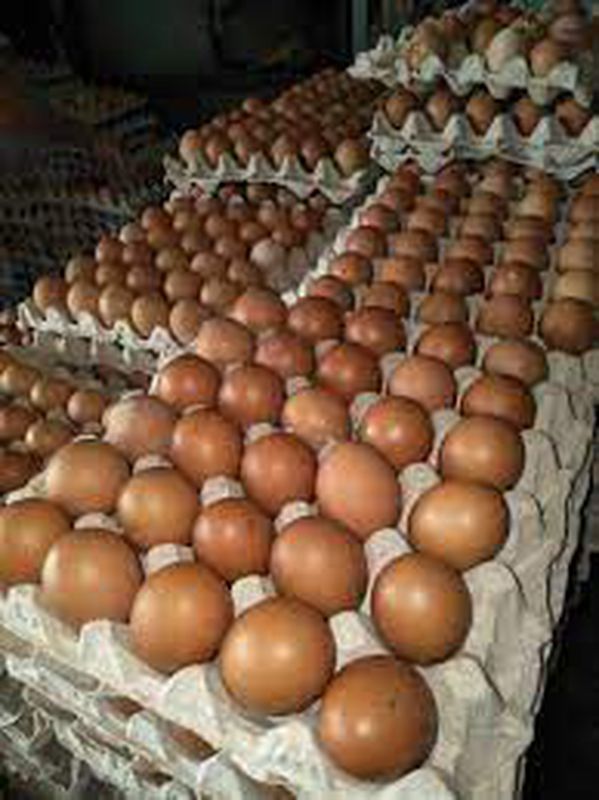 telur ayam ras - Tray