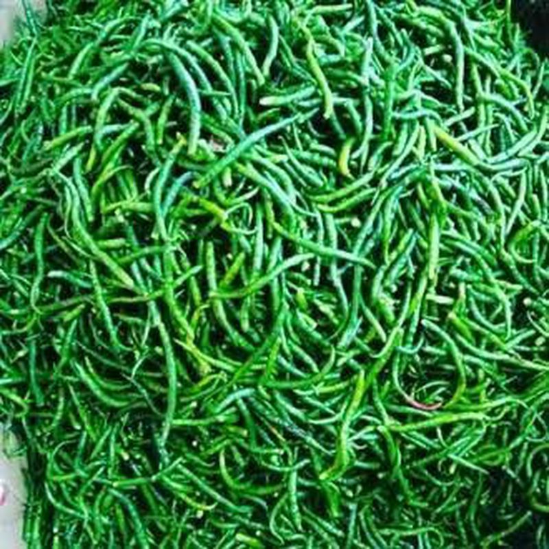 Cabai Hijau Keriting