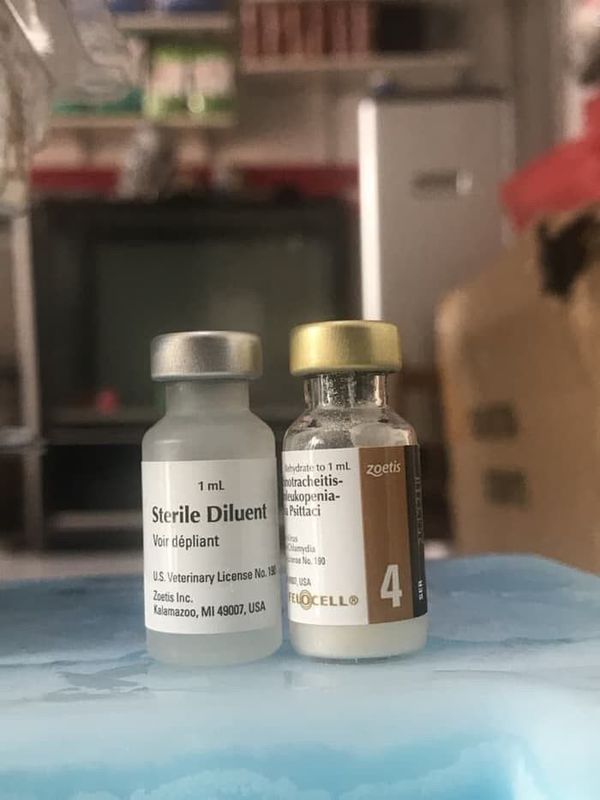 Vaccin Kucing Felocell 4
