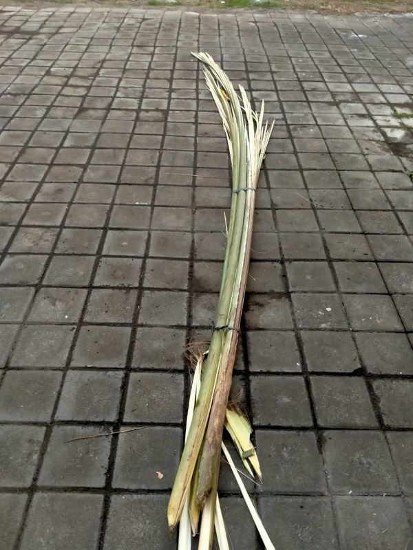 ambu ( daun pohon Enau Muda )